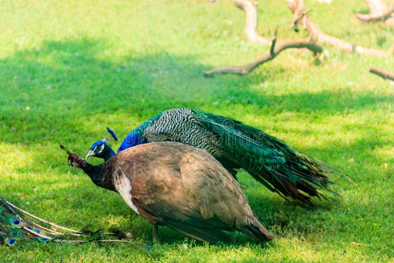 Indian Peafowl or Blue Peafowl Stock Photo - Image of male, fowl: 233939490