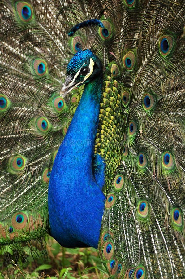 Indian Peafowl Blue (Pavo Cristatus) Stock Image - Image of cristatus ...