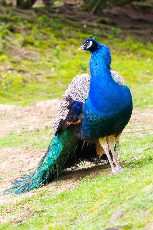 The Indian peafowl stock image. Image of crest, green - 97890795