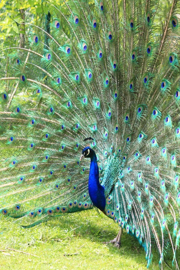 Indian Peafowl stock image. Image of indian, iridescent - 14212853