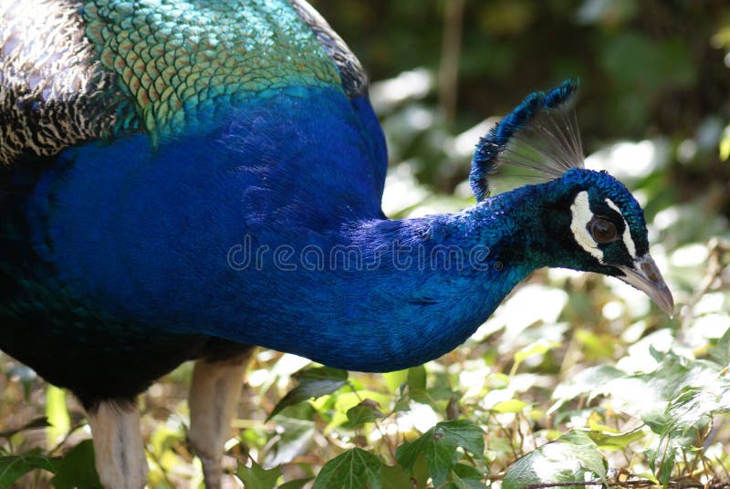 Indian Peafowl - Pavo Cristatus Stock Photo - Image of creature, pavo ...