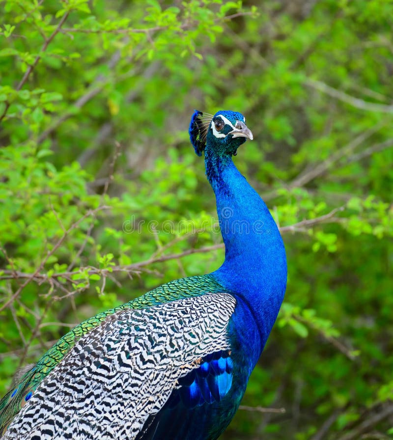 Indian Peafowl Stands on the Ground with Its Head Raised, Showing Its ...