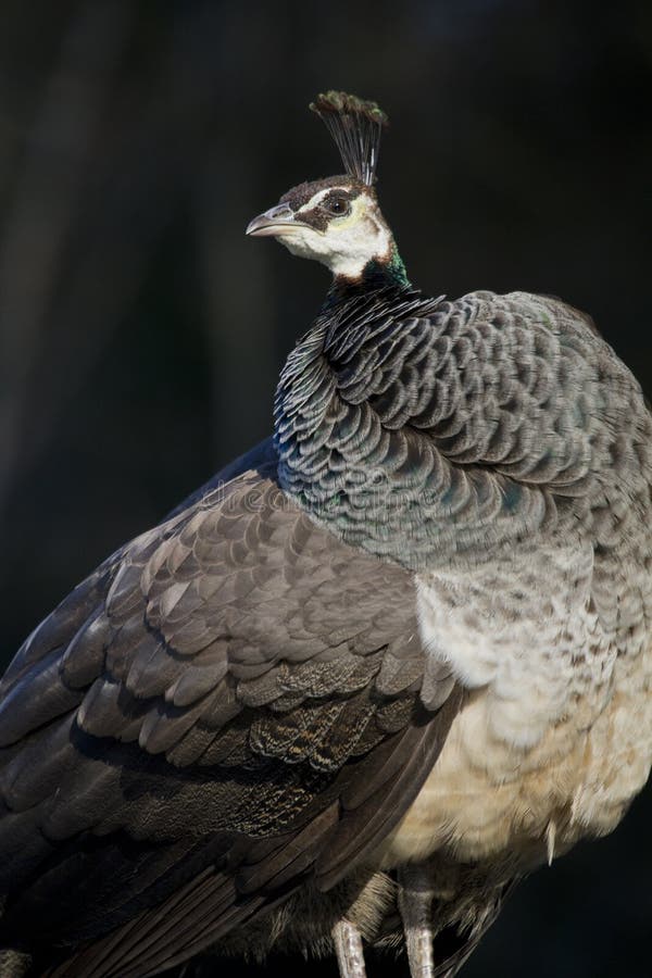 2,572 Peahen Photos - Free & Royalty-Free Stock Photos from Dreamstime