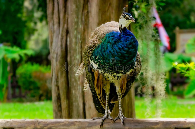 Indian Peahen Perching in St. Augustine Florida Stock Photo - Image of ...