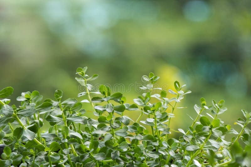 Indian Pennywort, Brahmi, Bacopa Monnieri Branch Flower ,green Leaves ...