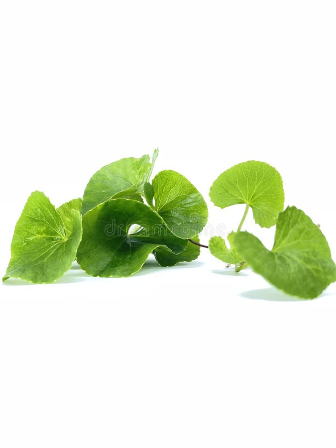 Indian Pennywort Leaves on a White Background Stock Photo - Image of ...