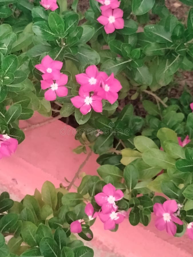 Indian periwinkle red stock image. Image of garden, lilac - 278945693