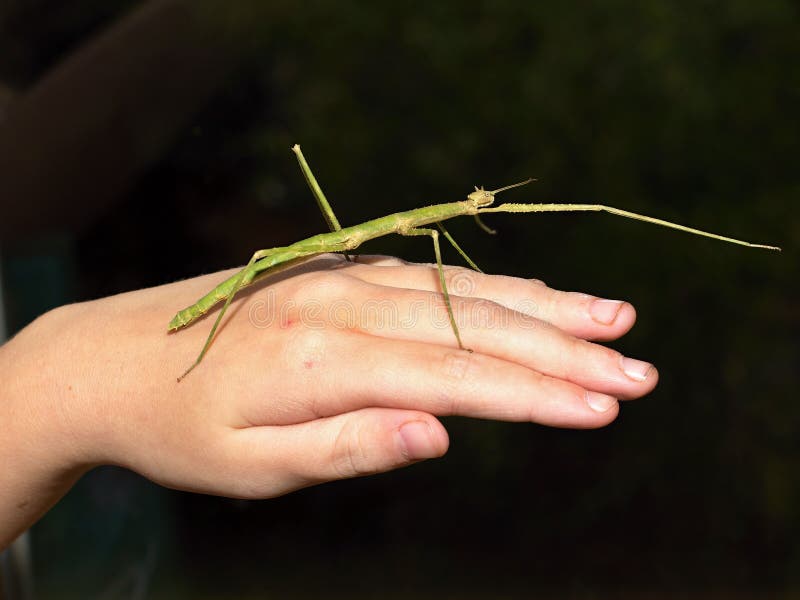 Indian phasmatodea stock image. Image of sticks, studio - 82360895