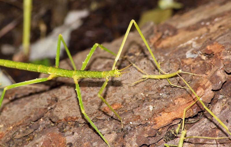 Order Phasmatodea (Stick Insect). Flinders Ranges. South Austral Stock ...