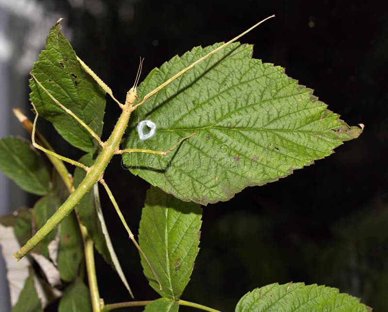 Indian phasmatodea stock photo. Image of creature, phasmatodea - 83670290