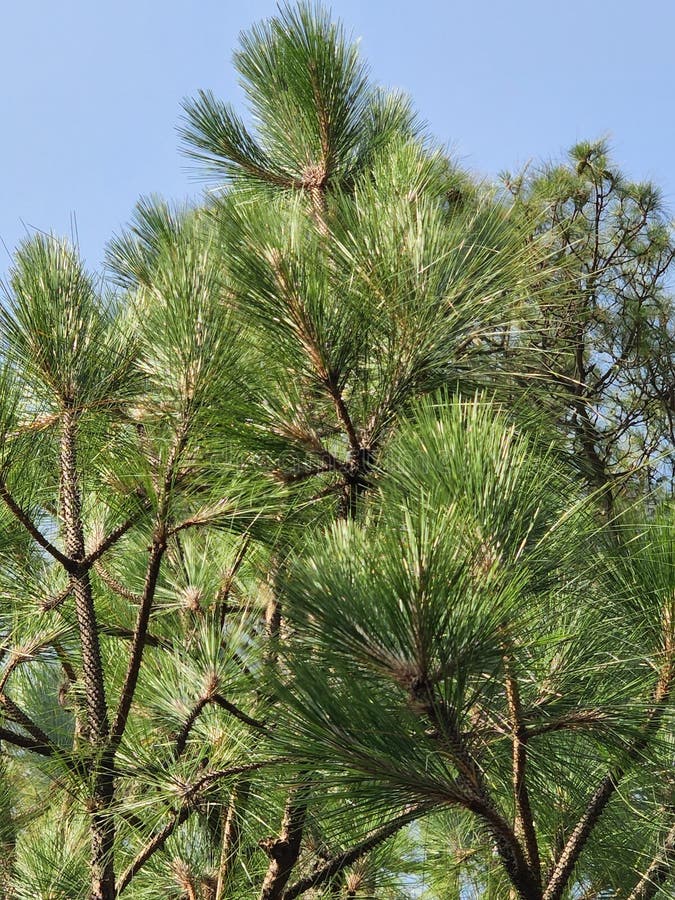 Indian Pine Tree with Unique Leaves Stock Image - Image of pine, indian ...