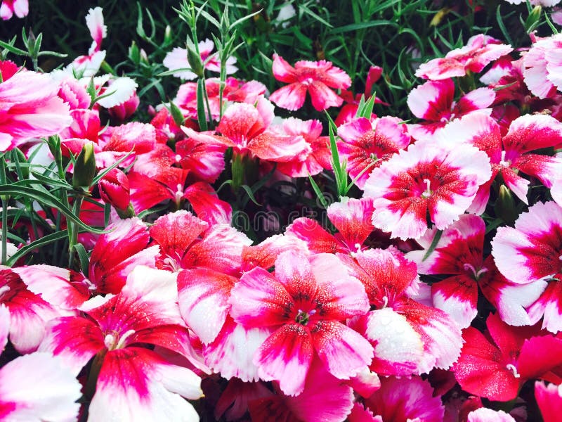 Indian pink field stock image. Image of blossom, growth - 83918573