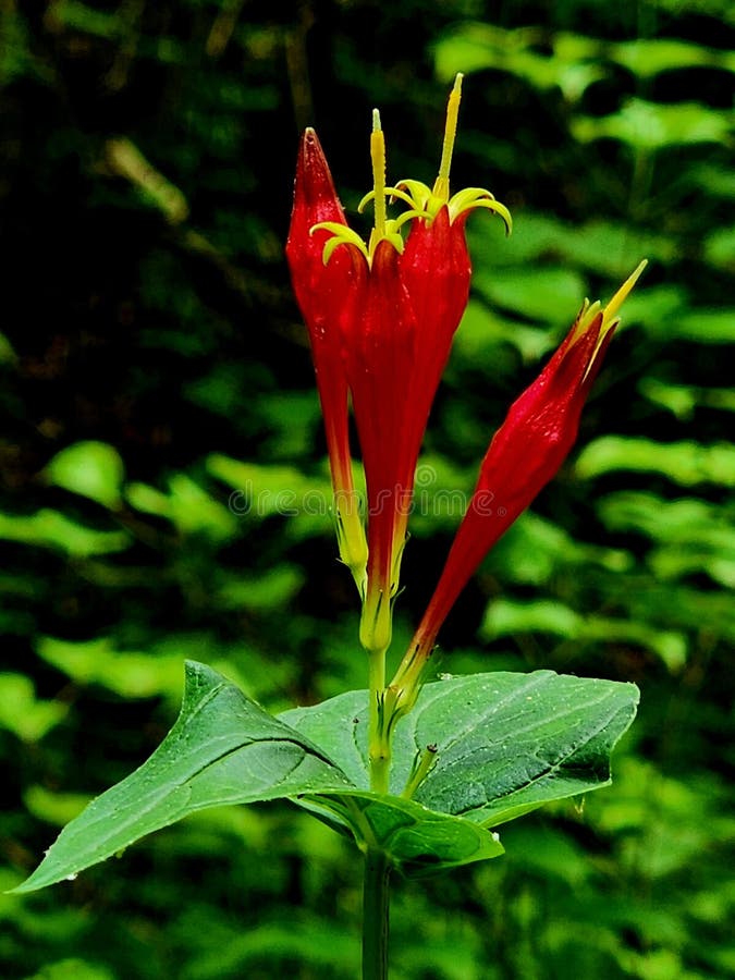 Indian pink Fruits stock image. Image of plant, blossom - 220999821