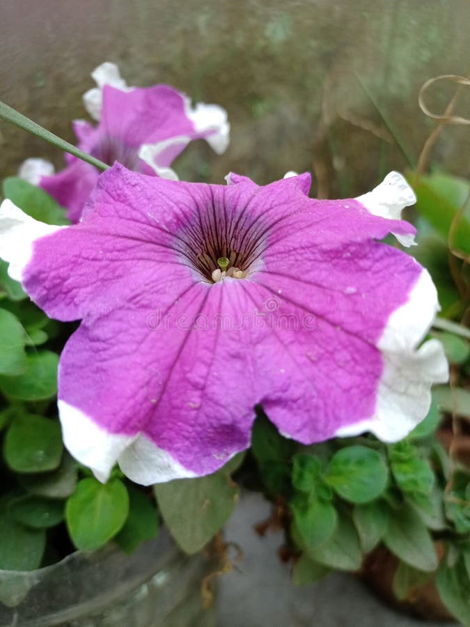 Indian Pink Flower & Tree Stock Photo - Image of indian, shrub: 253465744