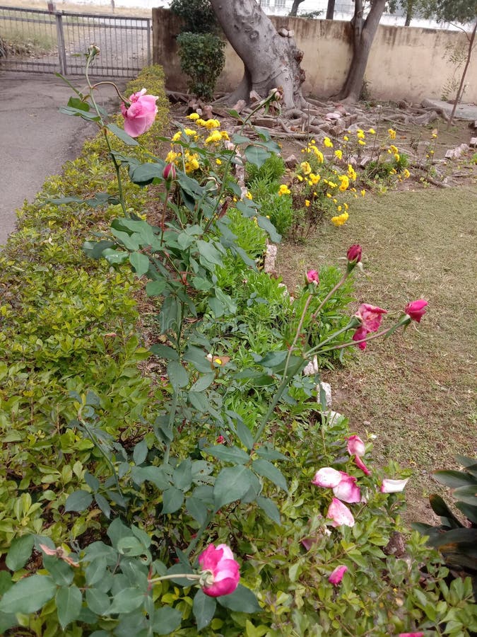 Indian Pink Rose Beautiful Garden Morning Stock Image - Image of garden ...