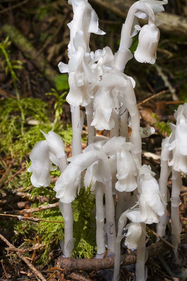 Indian Pipe (Monotropa Uniflora) Growing in the Forest Stock Image ...