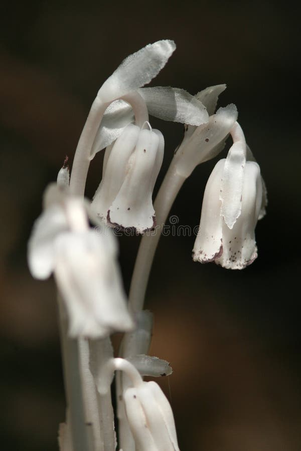 Indian Pipe (Monotropa Uniflora) - Ontario, Canada Stock Image - Image ...