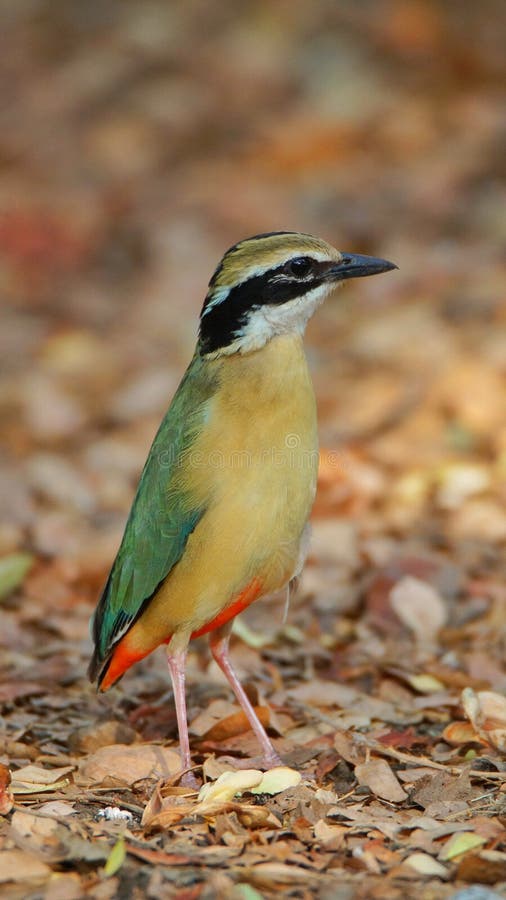 Indian Pitta stock photo. Image of pitta, indian, colourful - 145216132