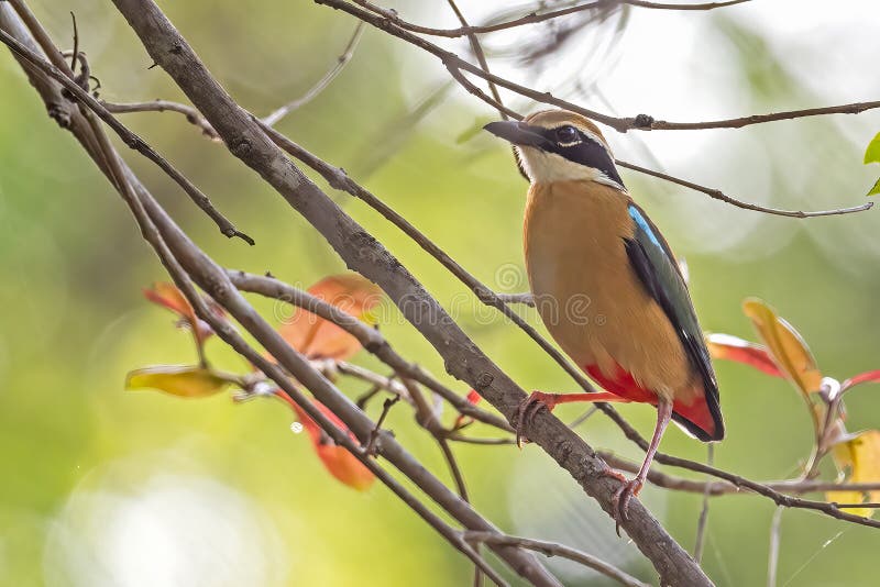 Indian Pitta Bird stock image. Image of jungle, exotic - 339681001