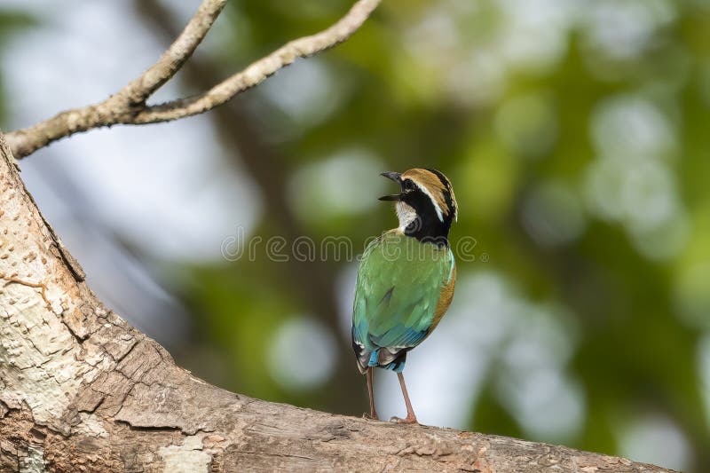 Indian Pitta bird stock image. Image of tree, twig, flower - 339680987