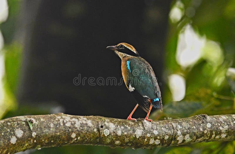 Indian Pitta Clicked at Chitwan National Park, Nepal Stock Image ...