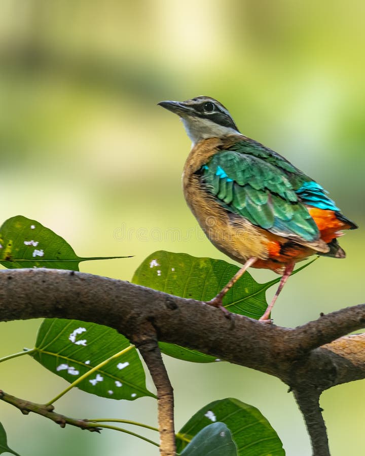An Indian Pitta stock photo. Image of kookaburra, feather - 328705452