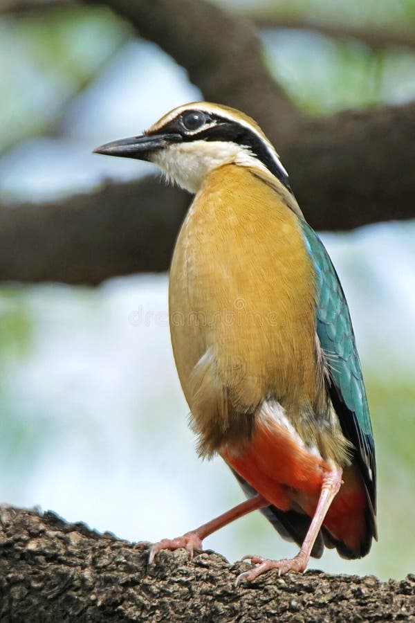 Indian Pitta in Nesting Session at Gujarat Stock Image - Image of ...