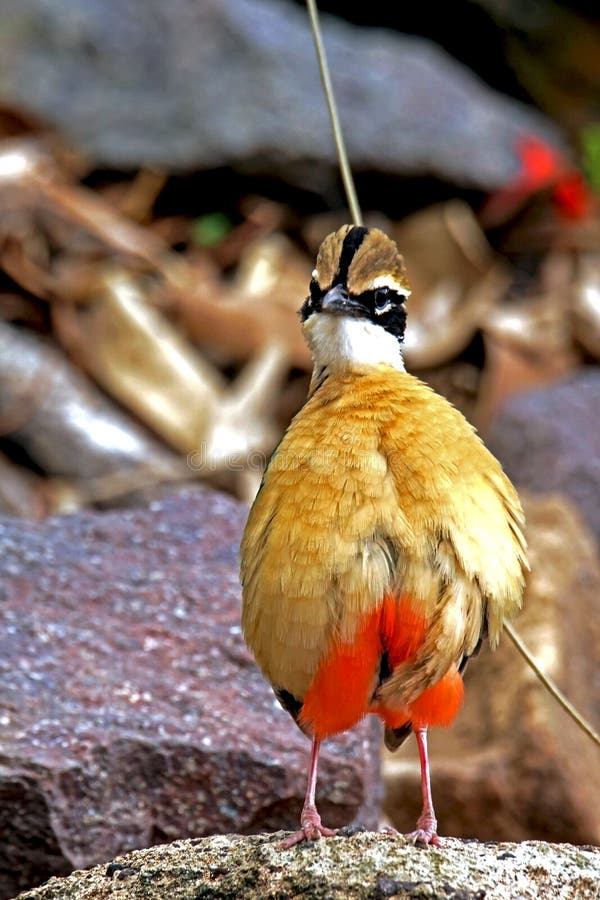 Indian Pitta in Nesting Session at Gujarat Stock Image - Image of ...