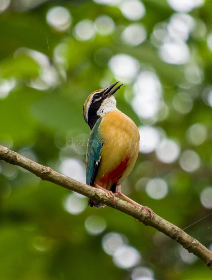 Indian Pitta stock image. Image of indian, setting, animals - 257750861