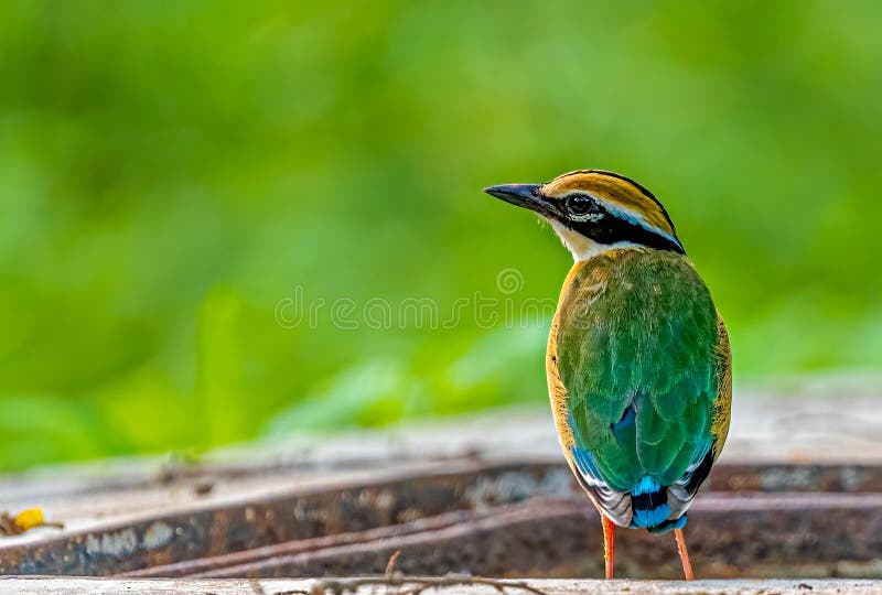 Indian Pitta Shouldered Shot Stock Image - Image of themes, tropical ...
