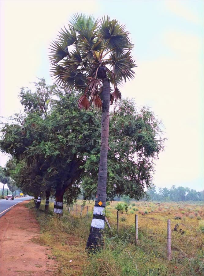 Indian plam tree stock photo. Image of tree, indian - 242529034