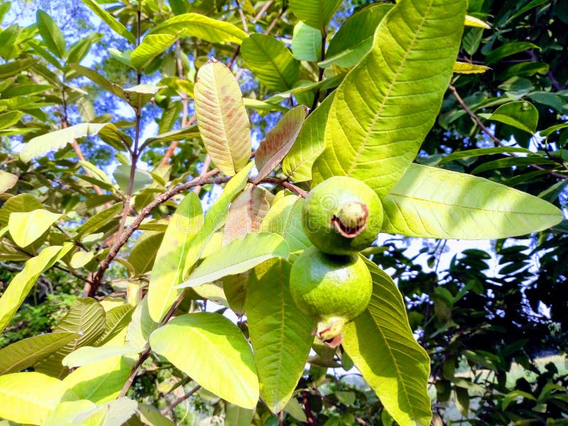 Indian Plant Indian Flowers Village Two Fruit Stock Image - Image of ...