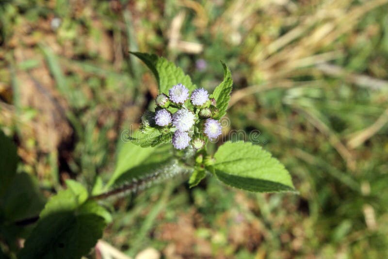 Indian Netur Buty Photo Stock Photos - Free & Royalty-Free Stock Photos ...