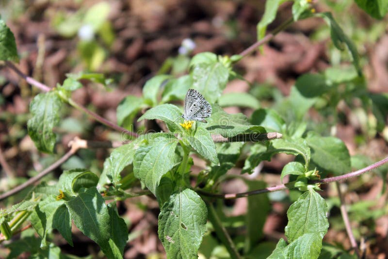 Indian Netur Stock Photos - Free & Royalty-Free Stock Photos from ...