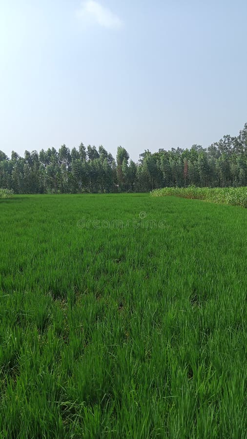 Indian plant picture stock image. Image of prairie, agriculture - 255658091