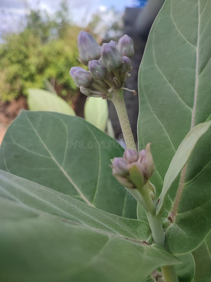 Ruii Stock Photos - Free & Royalty-Free Stock Photos from Dreamstime