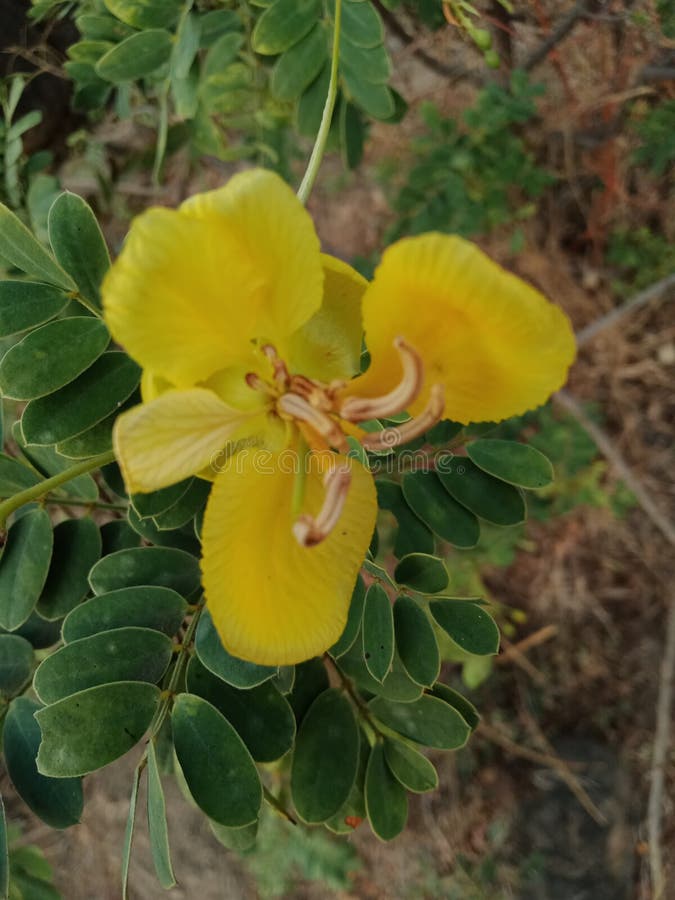 Indian Plants Flower this is All Time Available Stock Photo - Image of ...
