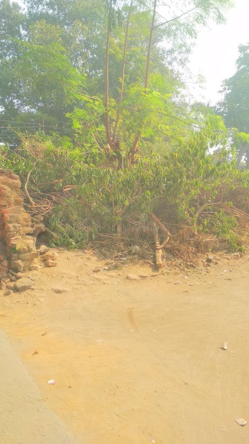 Indian Plants and Trees Netural Stock Image - Image of counter, friday ...