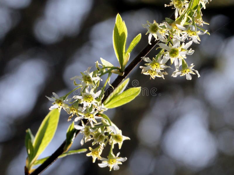 Indian Plum Flowers stock photo. Image of cerasiformis - 39316810