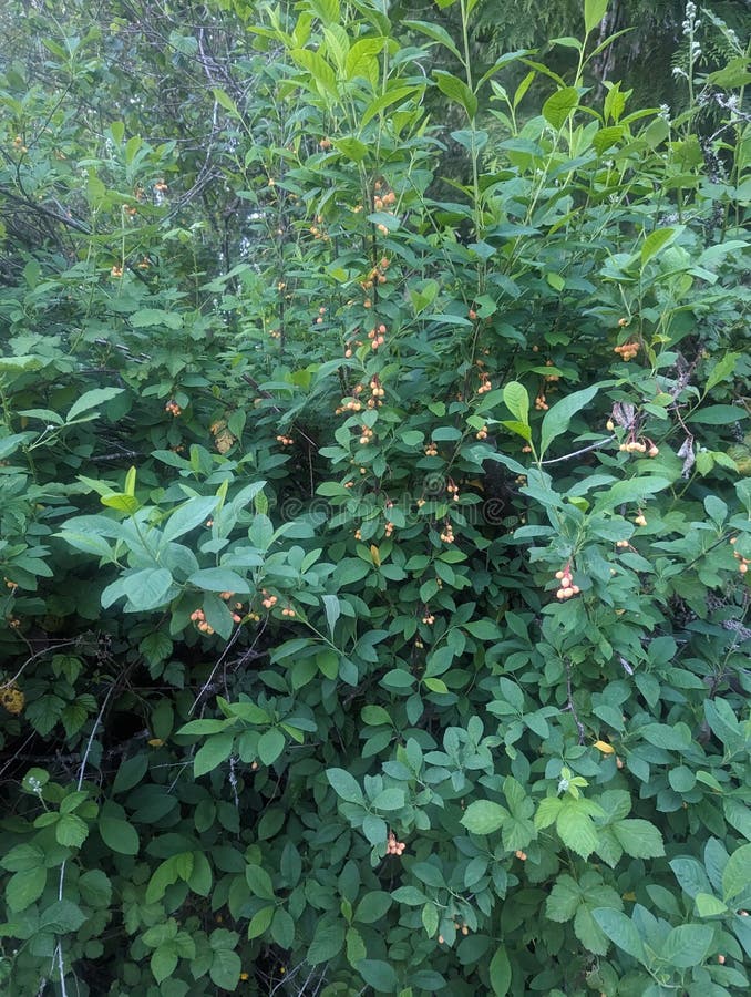 Indian Plumntree Stock Photos - Free & Royalty-Free Stock Photos from ...