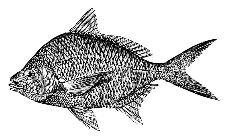 Pompano Stock Illustrations – 60 Pompano Stock Illustrations, Vectors ...