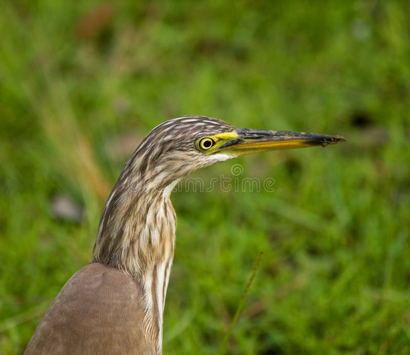 Indian Pond Heron - Ardeola Grayii Stock Image - Image of lanka, lake ...