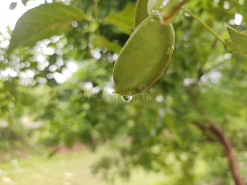 282 Pongamia Pinnata Seedling Stock Photos - Free & Royalty-Free Stock ...