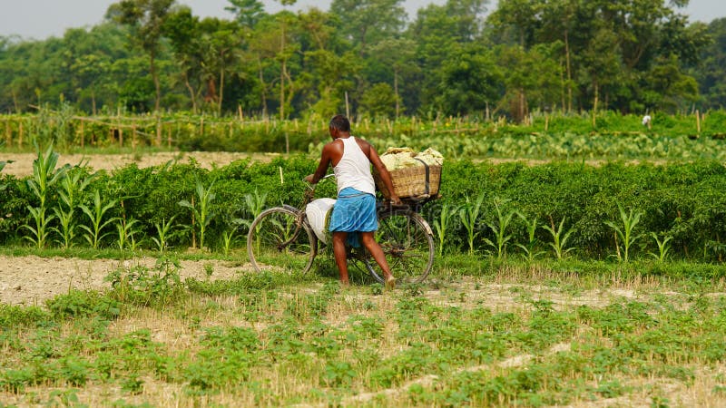 Indian Poor Farmer Standing in Agricultural Field Editorial Stock Photo ...