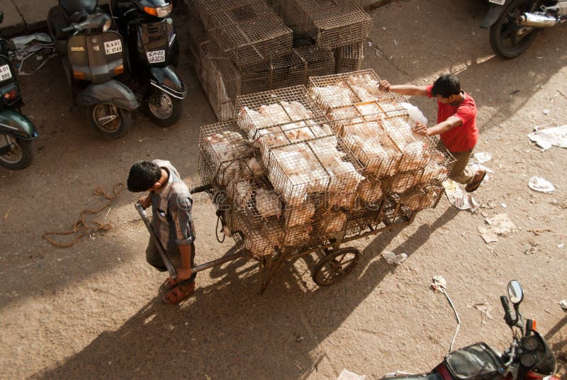 Indian Poultry editorial stock photo. Image of birds - 20288948