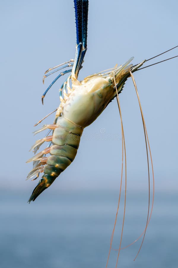 Indian Prawn stock image. Image of copy, vertical, view - 268065945