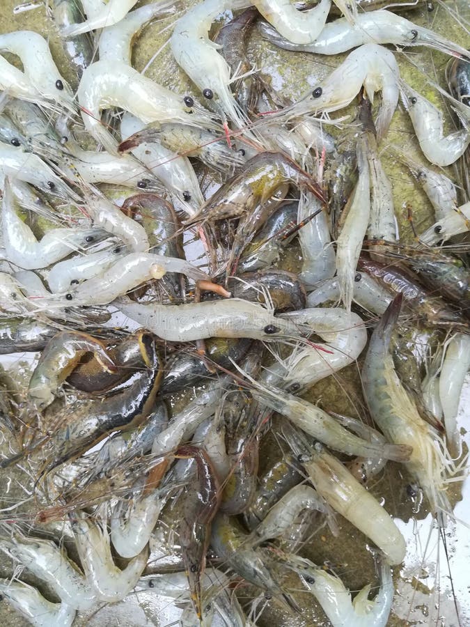 Indian Prawns Fish Caught from Ganga River Stock Photo - Image of river ...