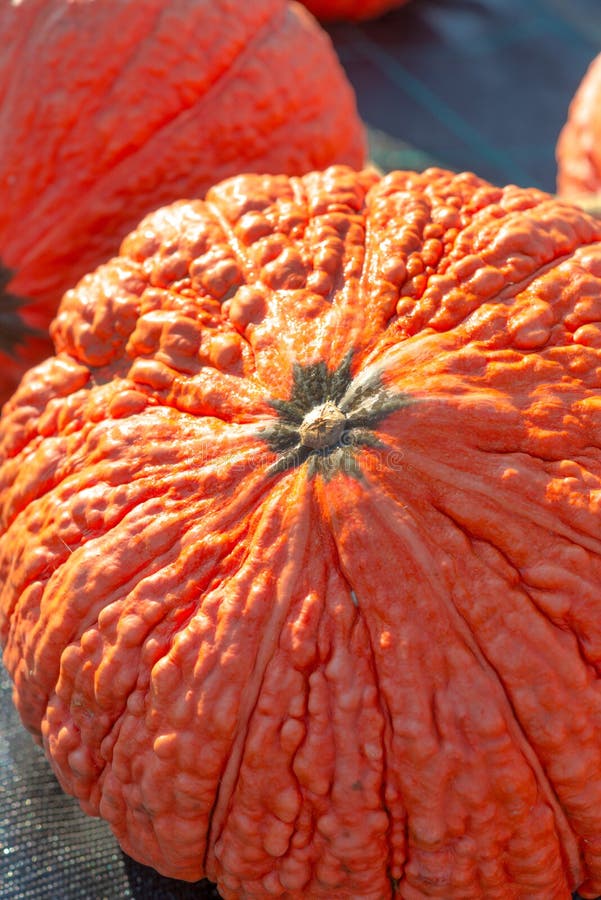 Indian pumpkin stock image. Image of autumn, orange, garden - 45885355