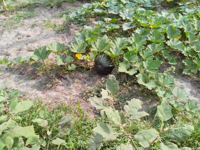 Indian Pumpkin stock photo. Image of farming, ground - 71310216