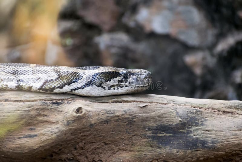 Indian Python Snake on Branch. Stock Photo - Image of rock, animalia ...